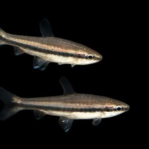 LIVE FISH Archives - aquascape