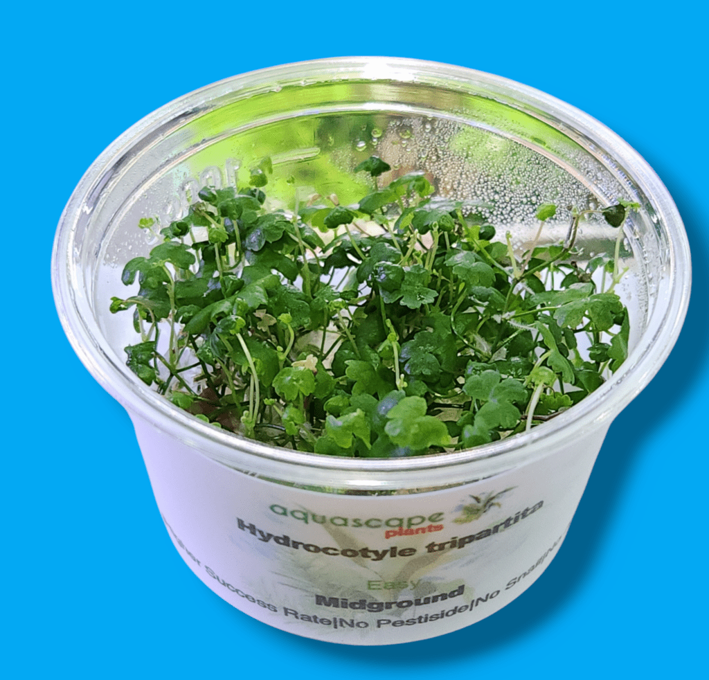 Aquascapeplants Hydrocotyle tripartita - aquascape