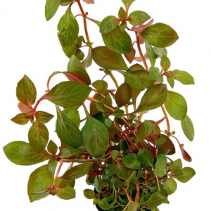 Ludwigia repens 'super red' - aquascape