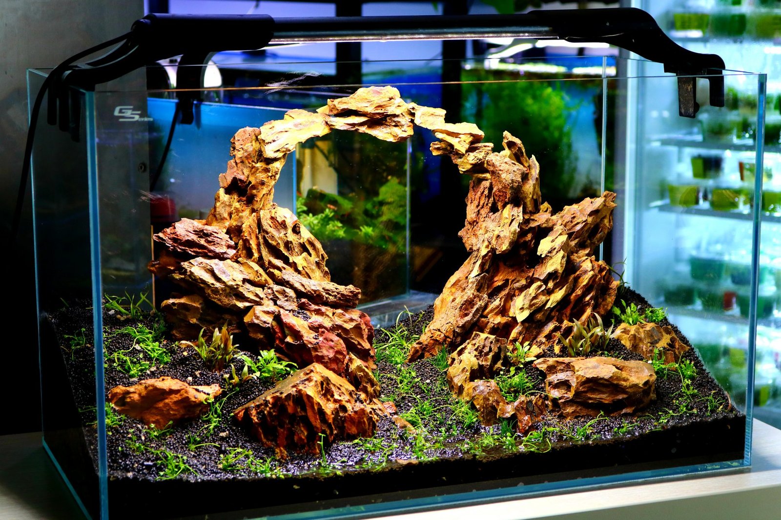Aquascape Setup Services - aquascape