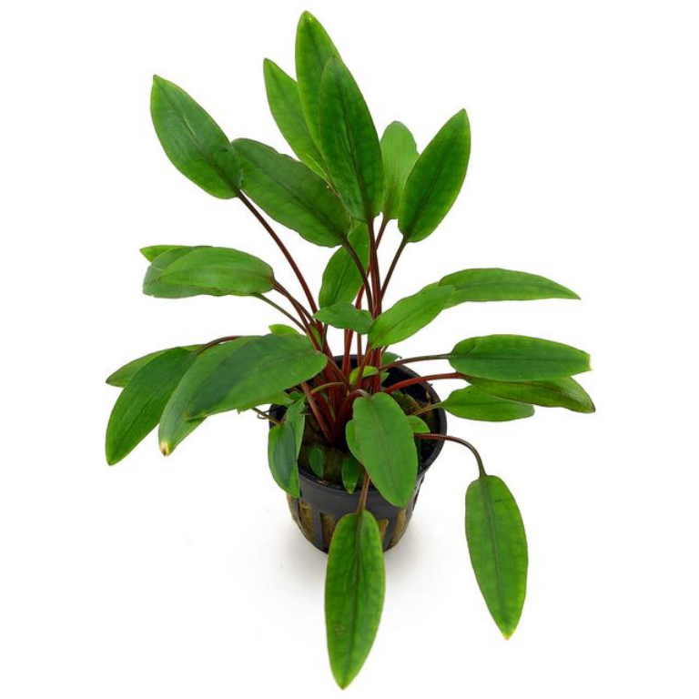 Cryptocoryne Becketii