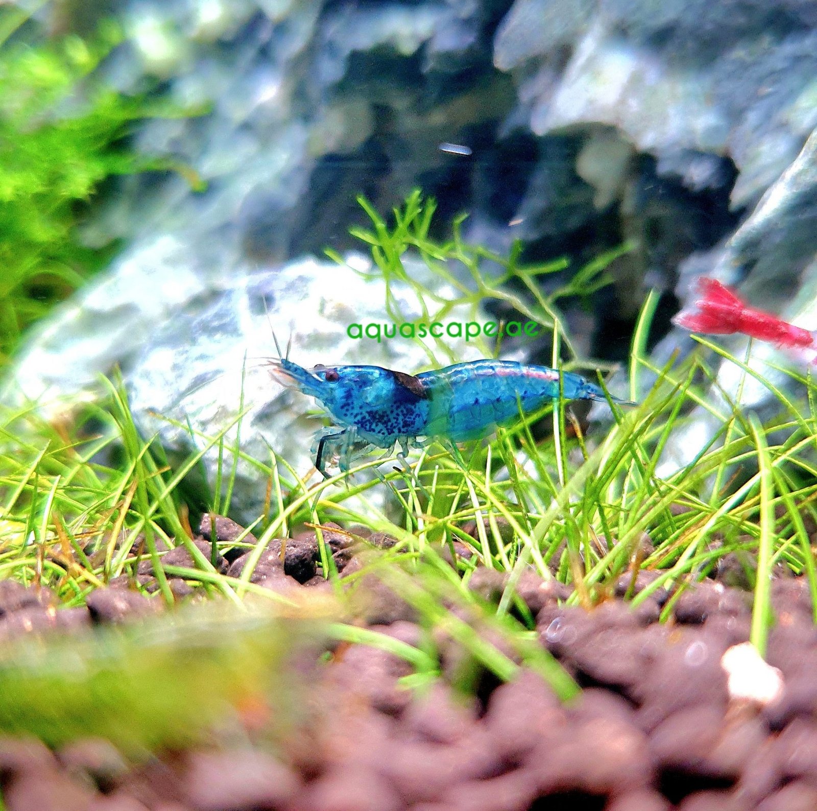 Blue Jelly Shrimp - aquascape