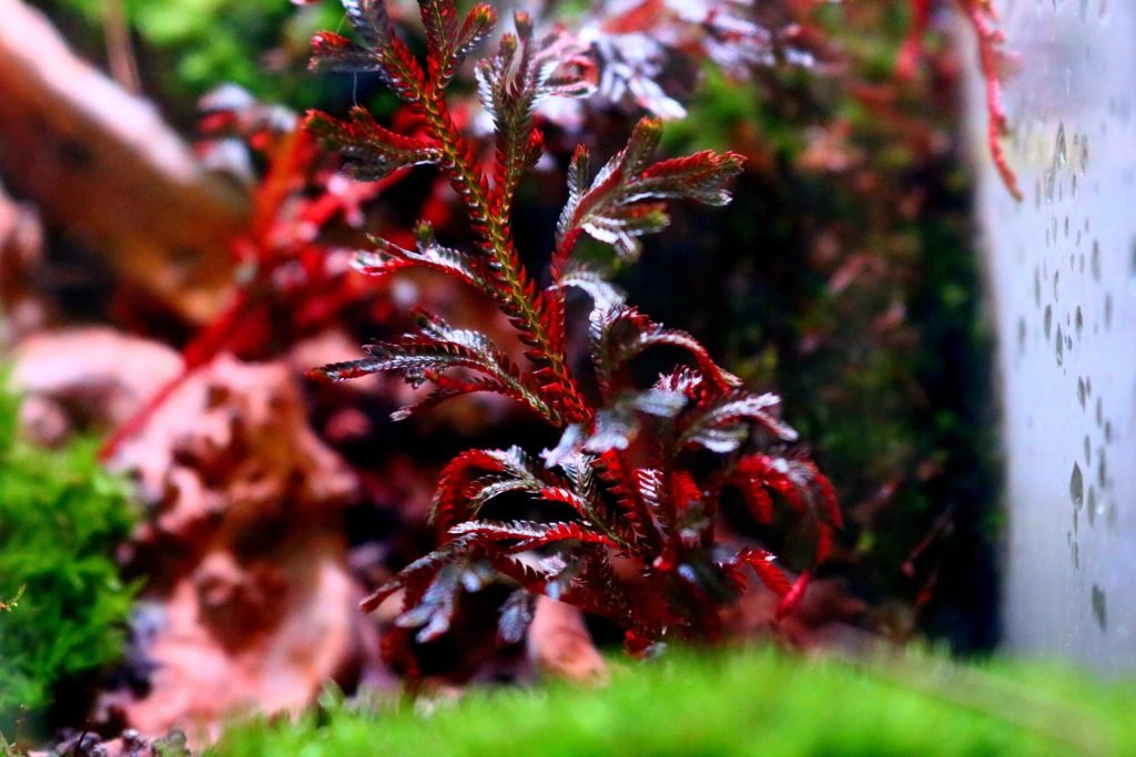 Selaginella Erythropus Ruby Red Club Moss - aquascape