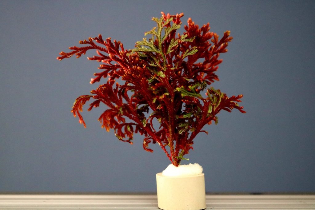 Selaginella Erythropus Ruby Red Club Moss - aquascape