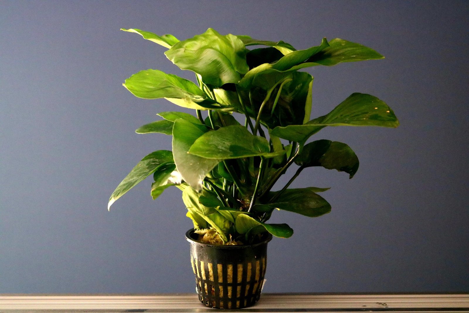 Anubias barteri broad leaf Mother plant - aquascape