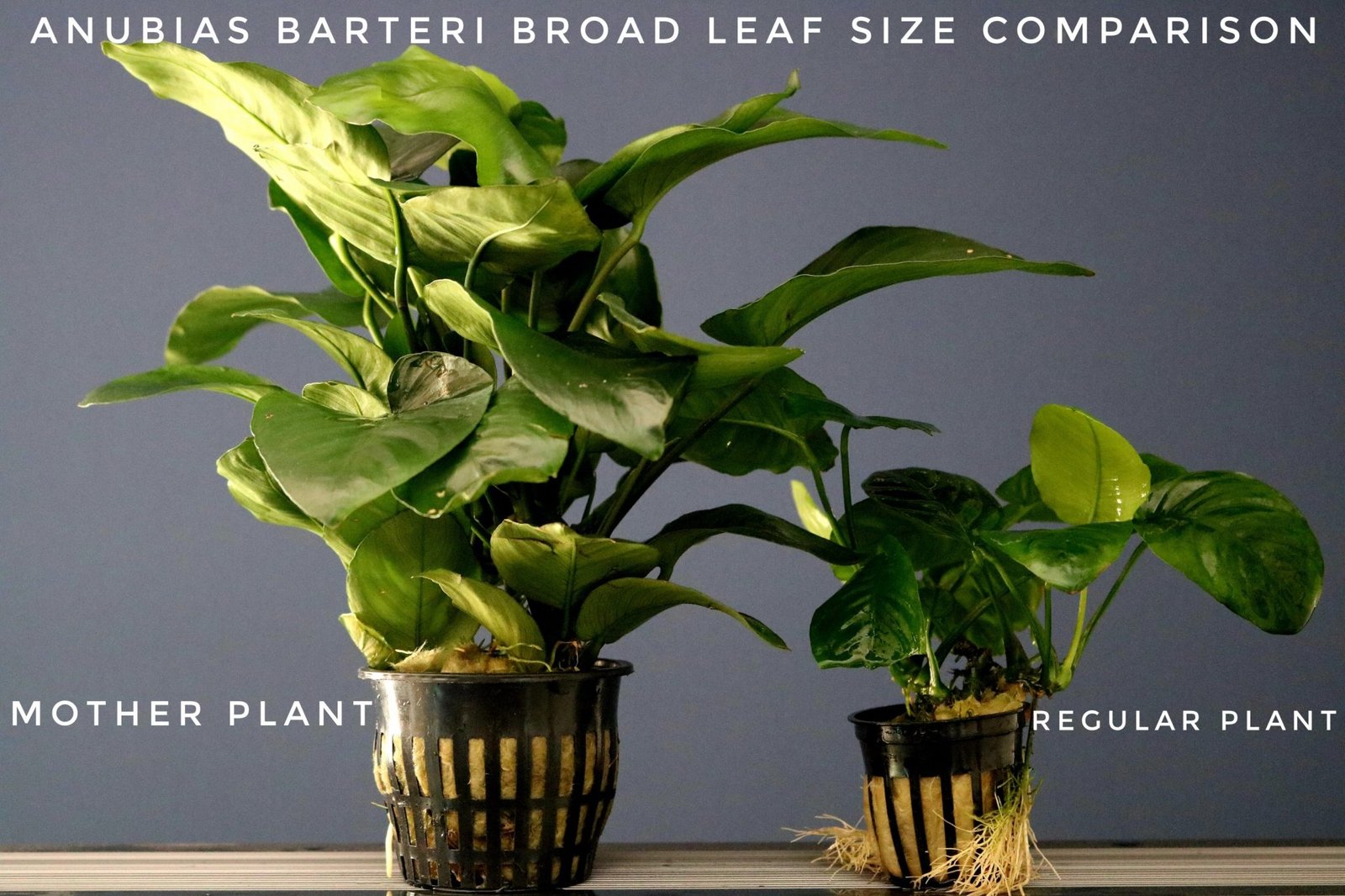 Anubias barteri broad leaf Mother plant - aquascape