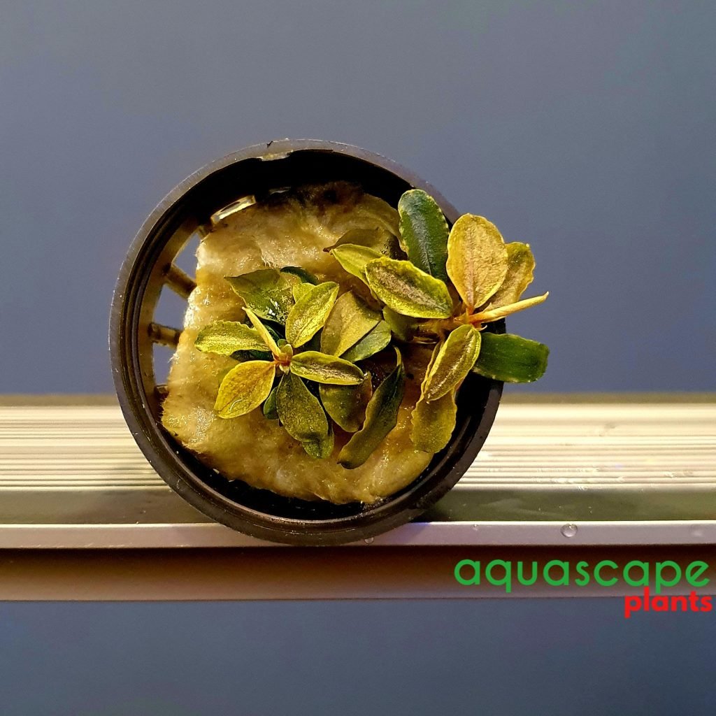 Aquascapeplants Bucephalandra Brownie Blue - aquascape