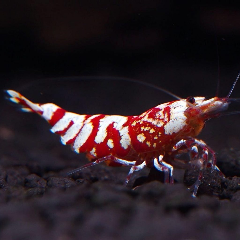 Red Fancy Tiger Shrimp – aquascape