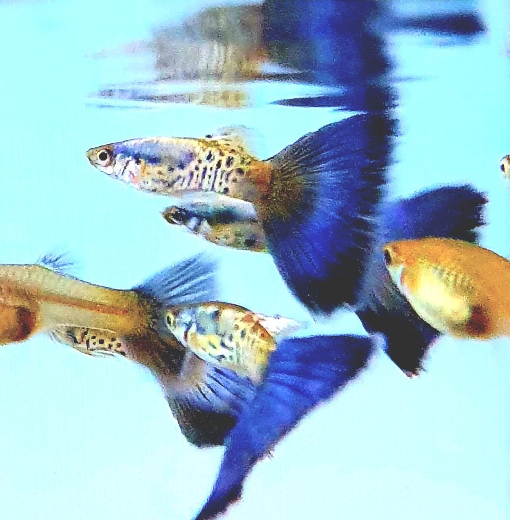 Neon Blue Guppy Pair A Grade - aquascape