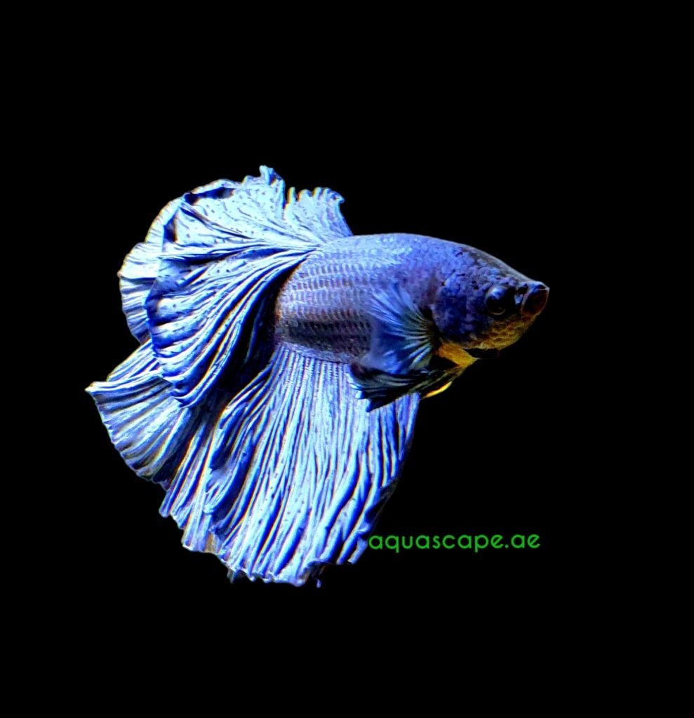 Neon Blue Betta - aquascape