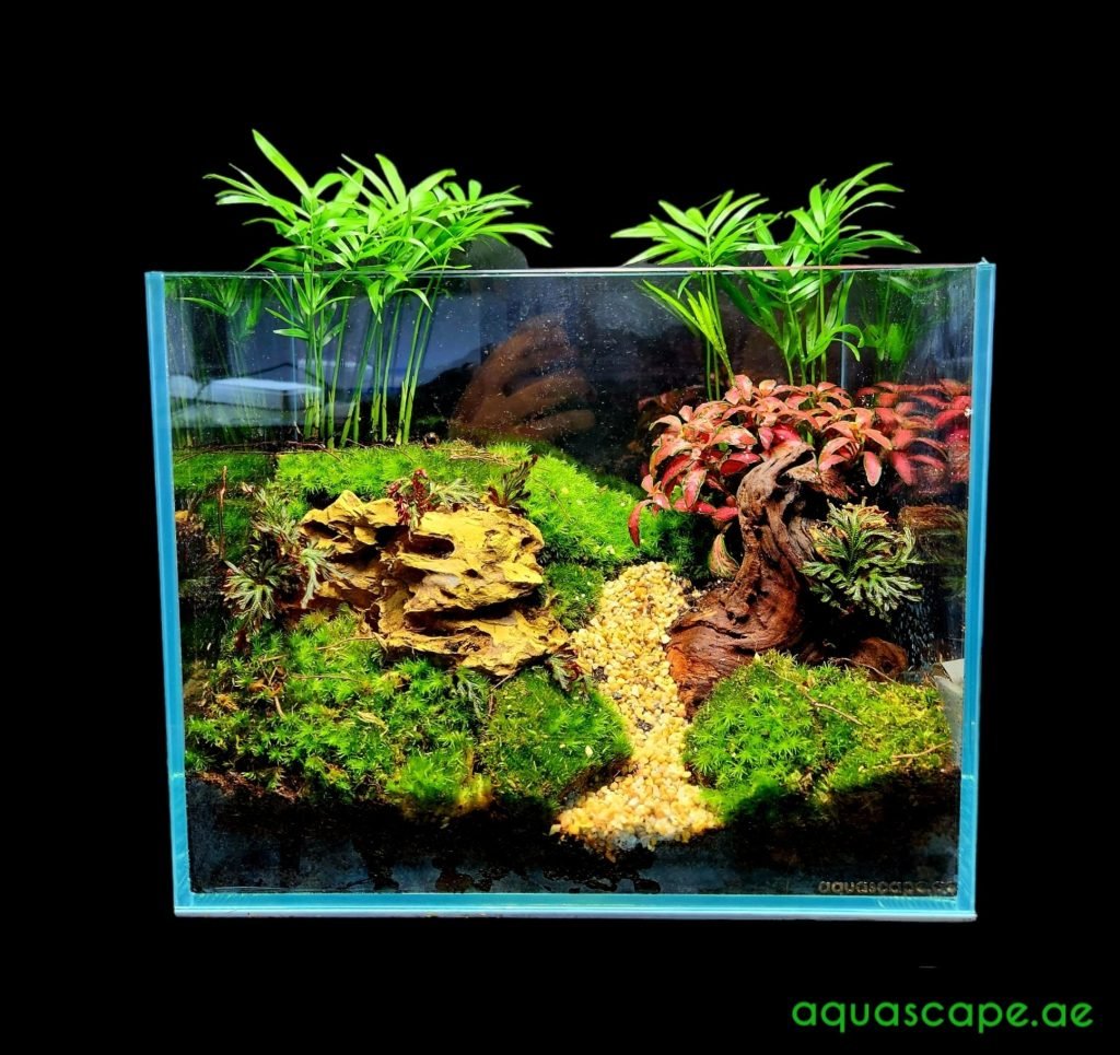 Tropical Scape Terrarium with lid - aquascape
