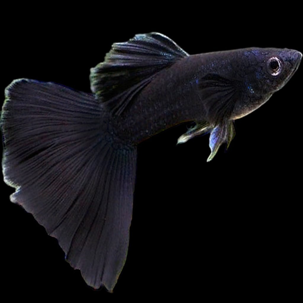 Carbon Black Guppy - aquascape