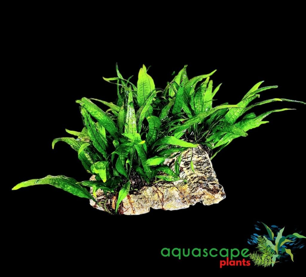 Java Fern on Rock XL - aquascape