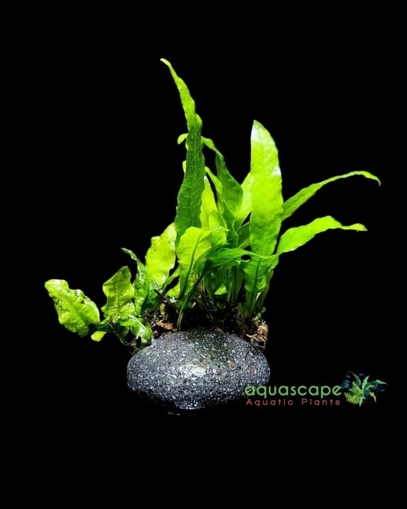 Java Fern on rock - aquascape