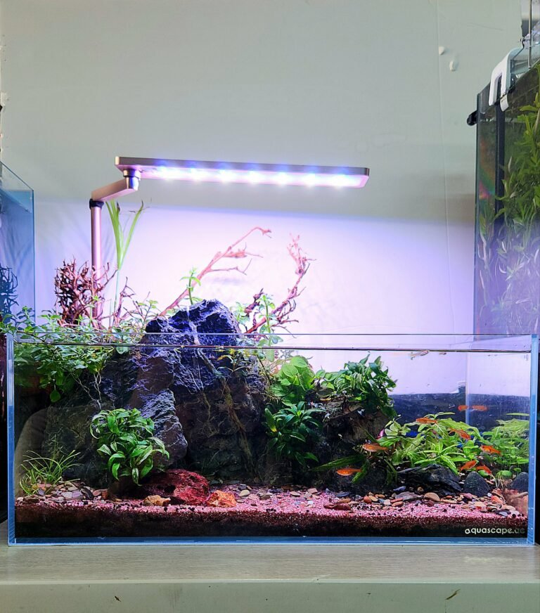 Shallow Aquascape Pond Tank - aquascape